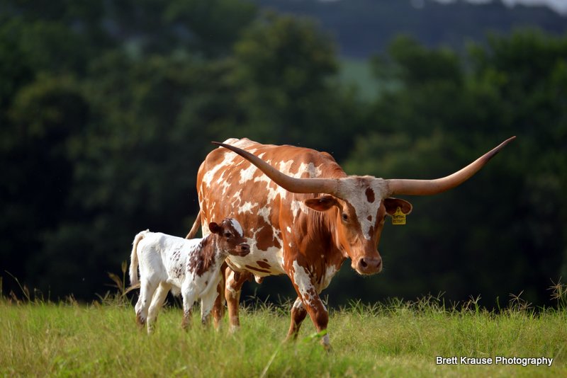 Circle K Ranch Registered Texas Longhorns and photography at its finest ...