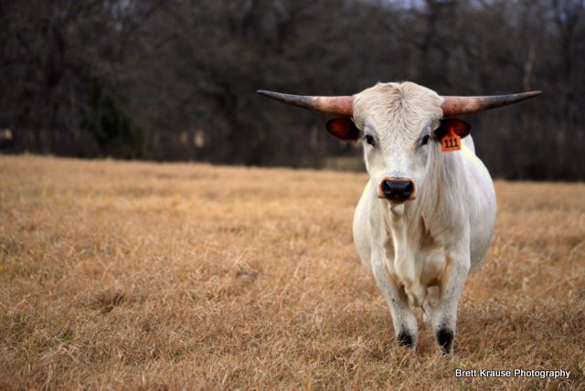 Circle K Ranch Registered Texas Longhorns and photography at its finest ...